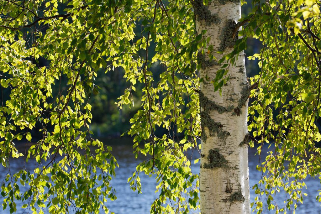 Puulajien ABC: Rauduskoivu - Stora Enso Metsä