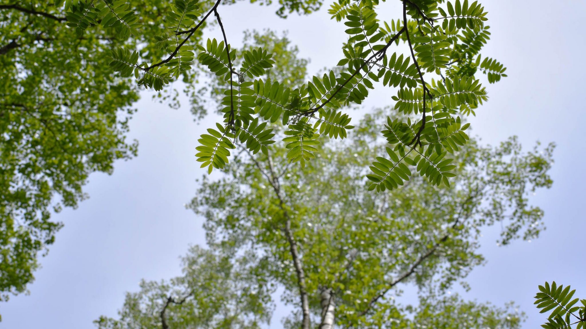 Mitkä puulajit menestyvät minun metsässäni? - Stora Enso Metsä