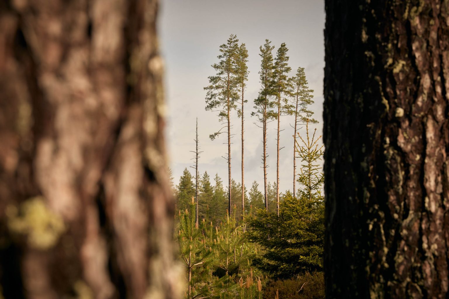 Puulajien ABC: Mänty - Stora Enso Metsä