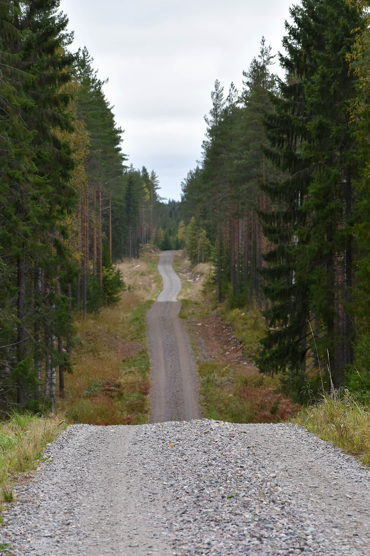 Metkan tuella tuottavia talousmetsiä