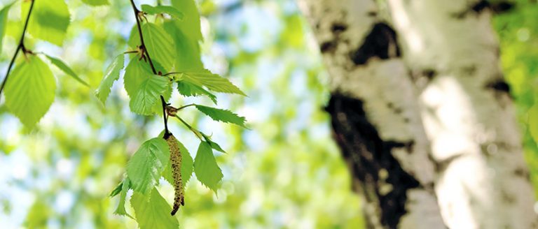 Puulajien ABC: Rauduskoivu - Stora Enso Metsä